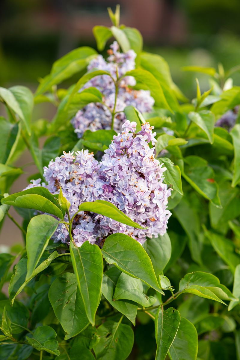 Edelflieder Nadezhda - Syringa vulgaris Nadezhda günstig kaufen