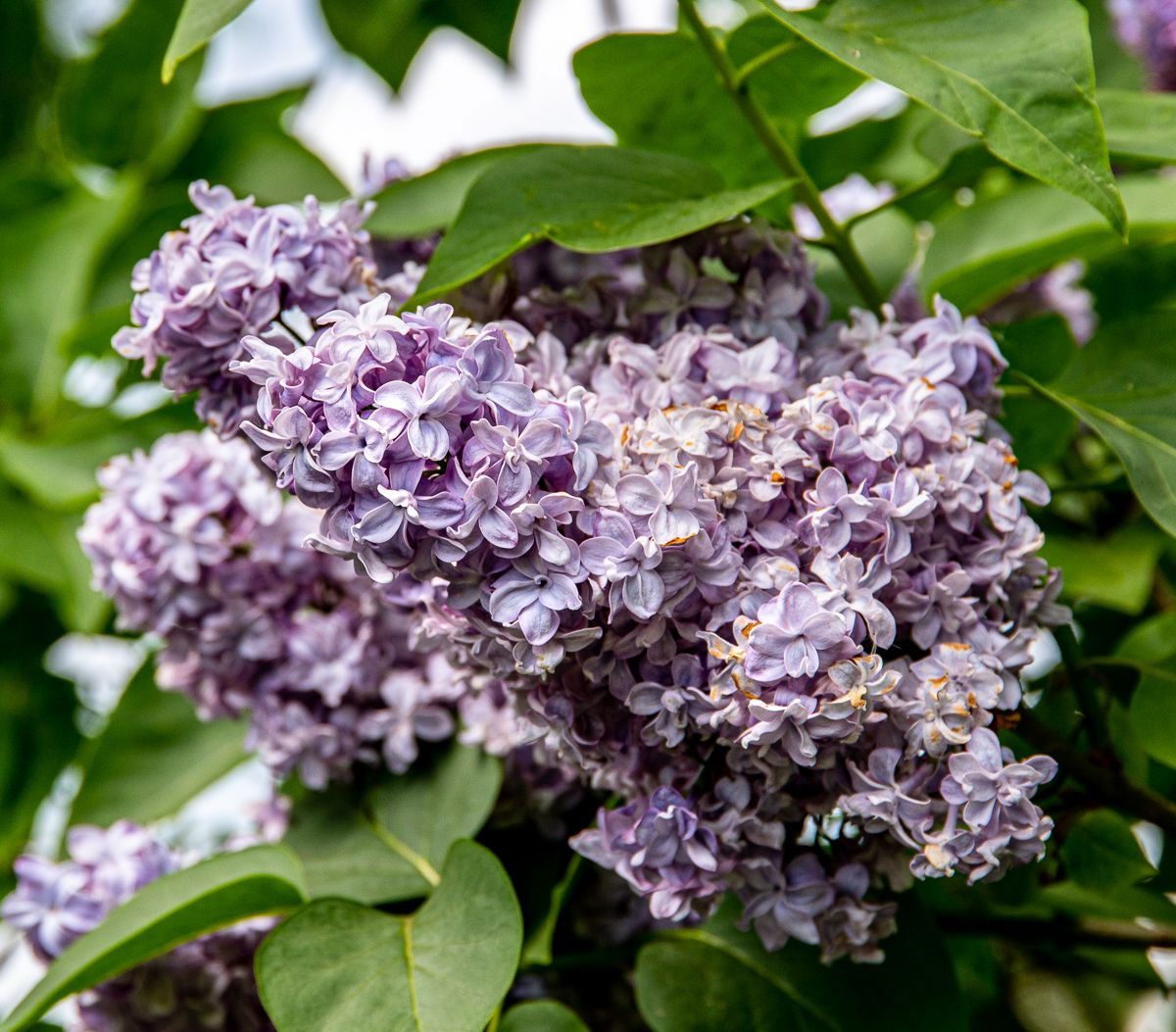 Edelflieder Nadezhda - Syringa vulgaris Nadezhda günstig kaufen