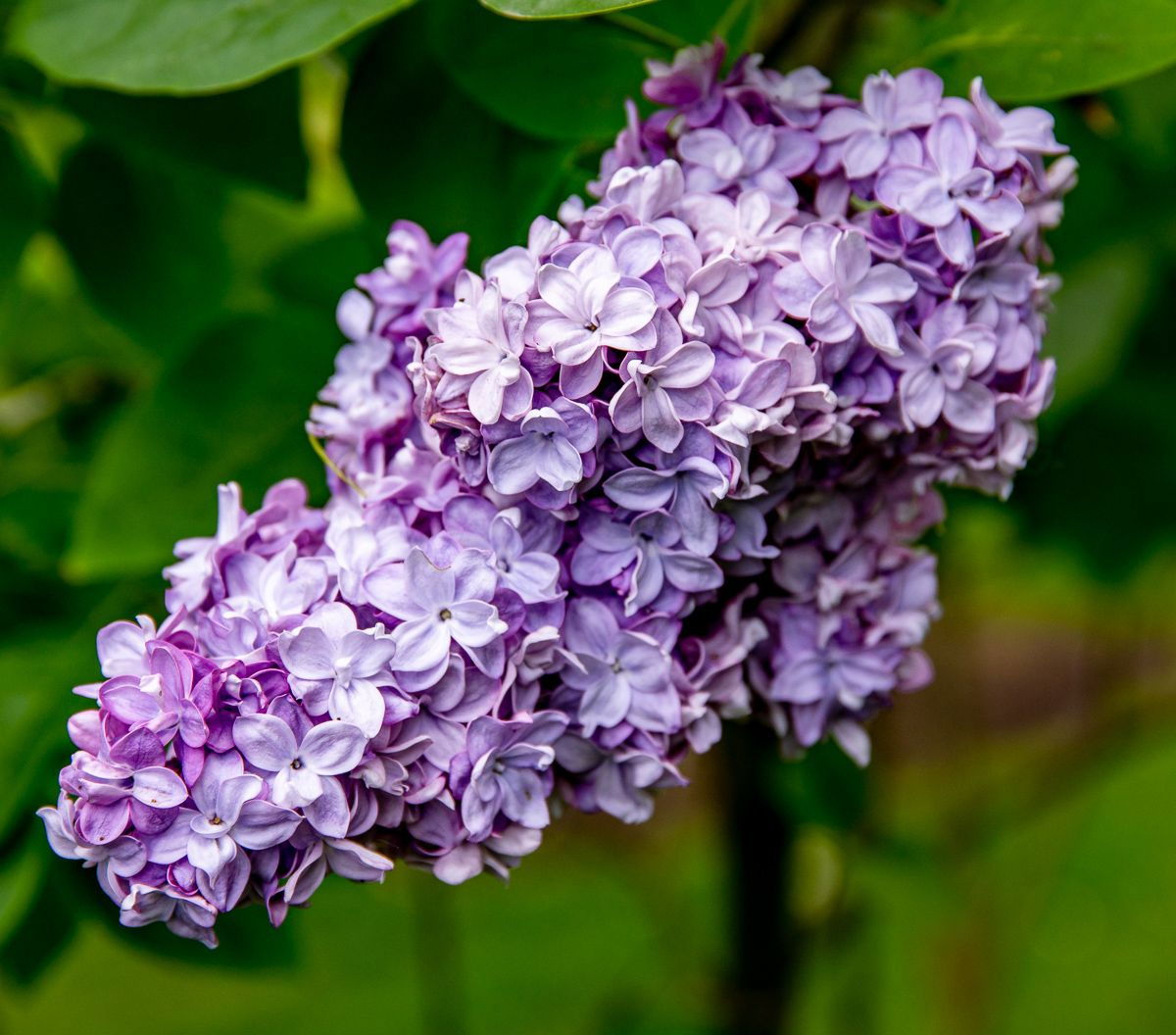 Edelflieder Nadezhda - Syringa vulgaris Nadezhda günstig kaufen