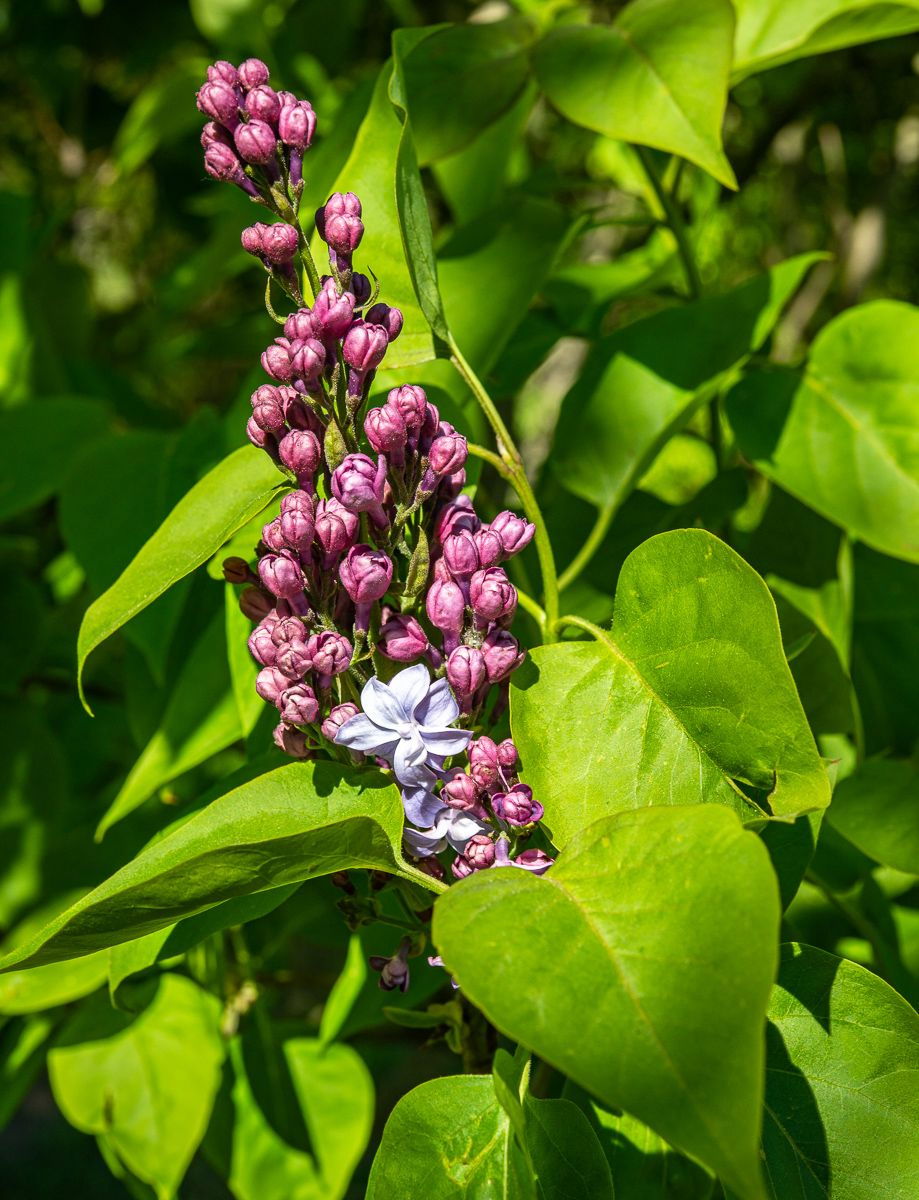 Edelflieder Nadezhda - Syringa vulgaris Nadezhda günstig kaufen