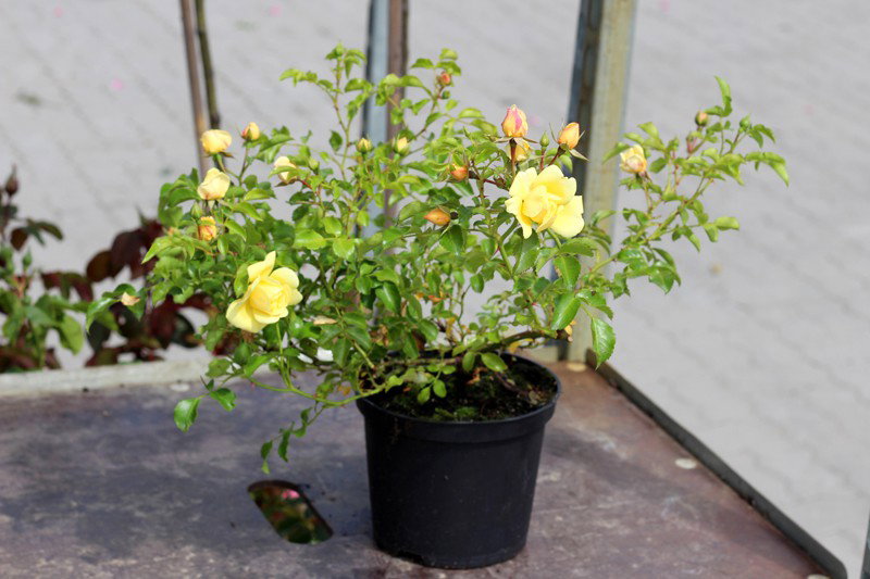 Rose Sunny Rose® - Rosa Sunny Rose® günstig kaufen