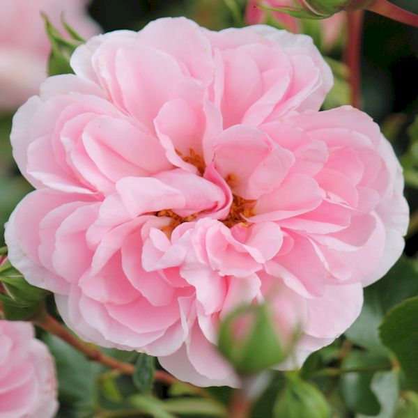 Rose Home & Garden ® - Rosa Home & Garden ® günstig kaufen