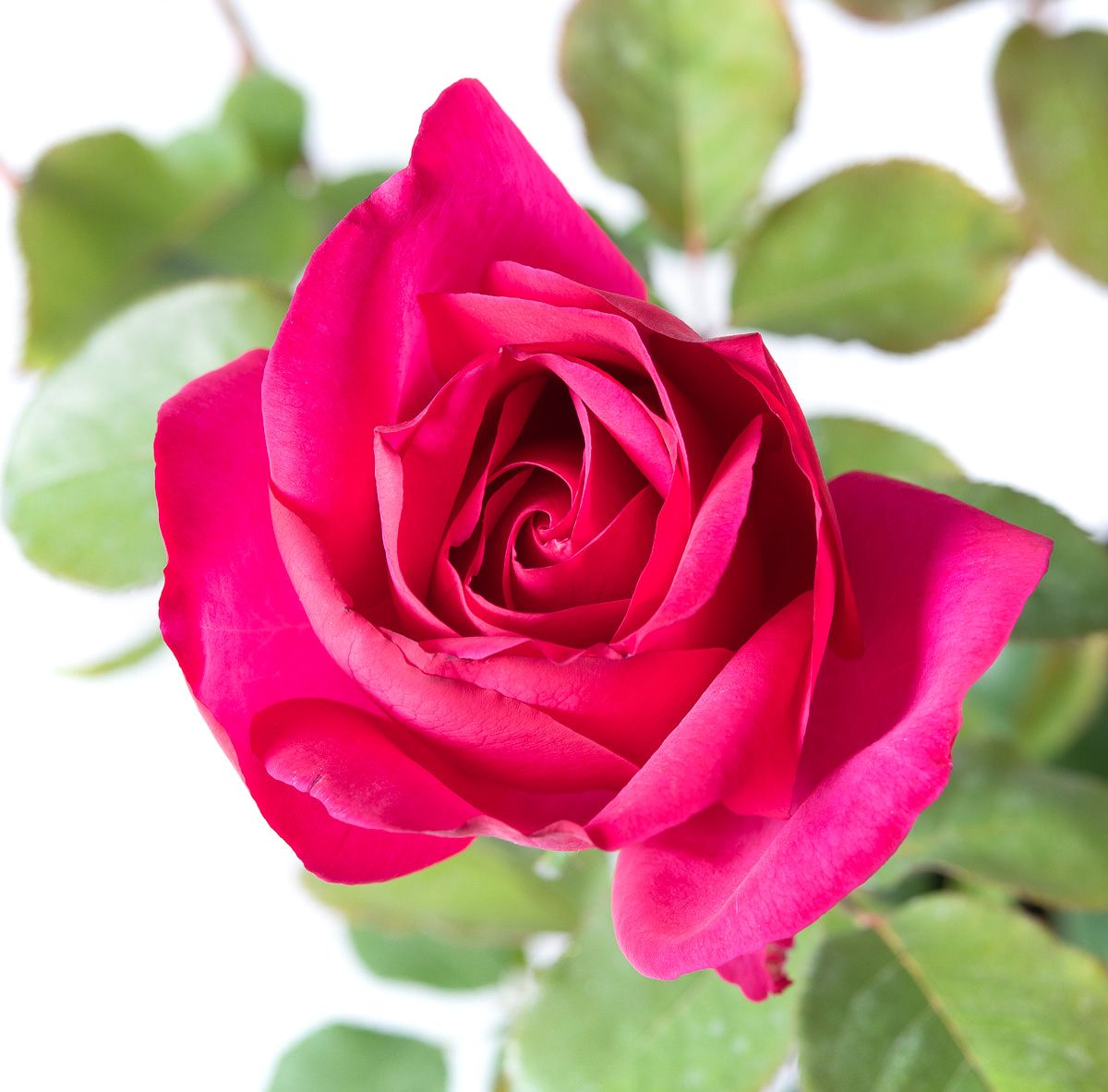 Rose Parole ® - Rosa Parole ® günstig kaufen