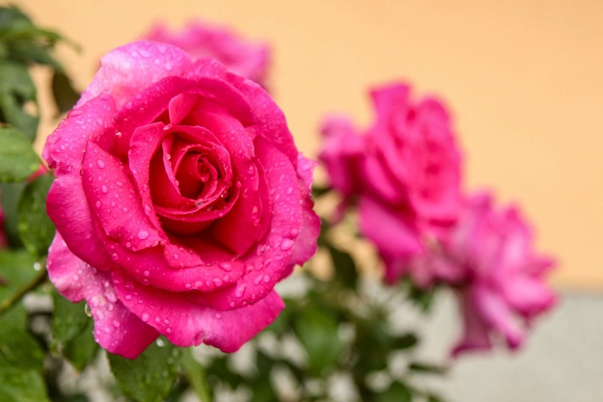 Rose Parole ® - Rosa Parole ® günstig kaufen