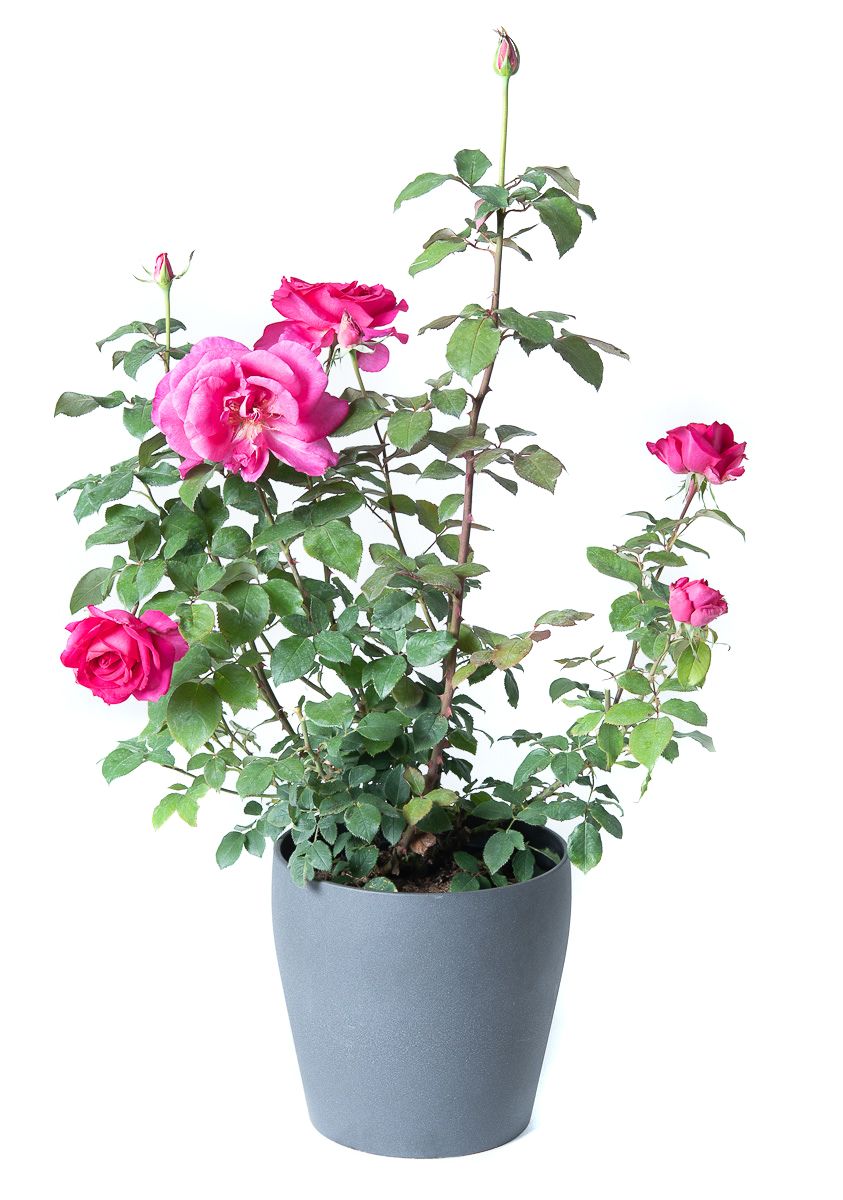 Rose Parole ® - Rosa Parole ® günstig kaufen