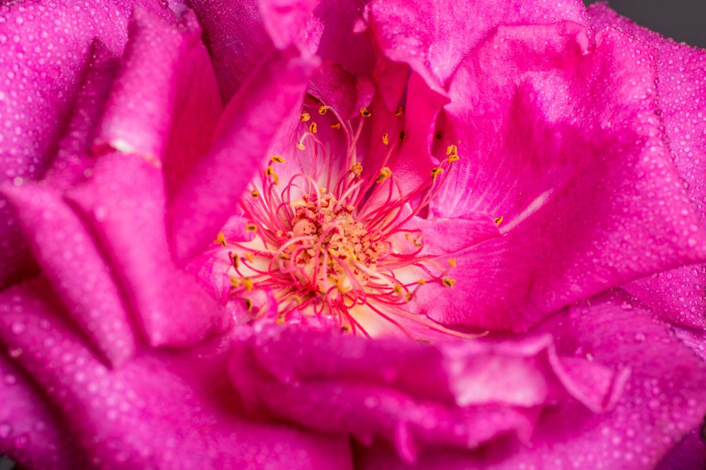 Rose Parole ® - Rosa Parole ® günstig kaufen