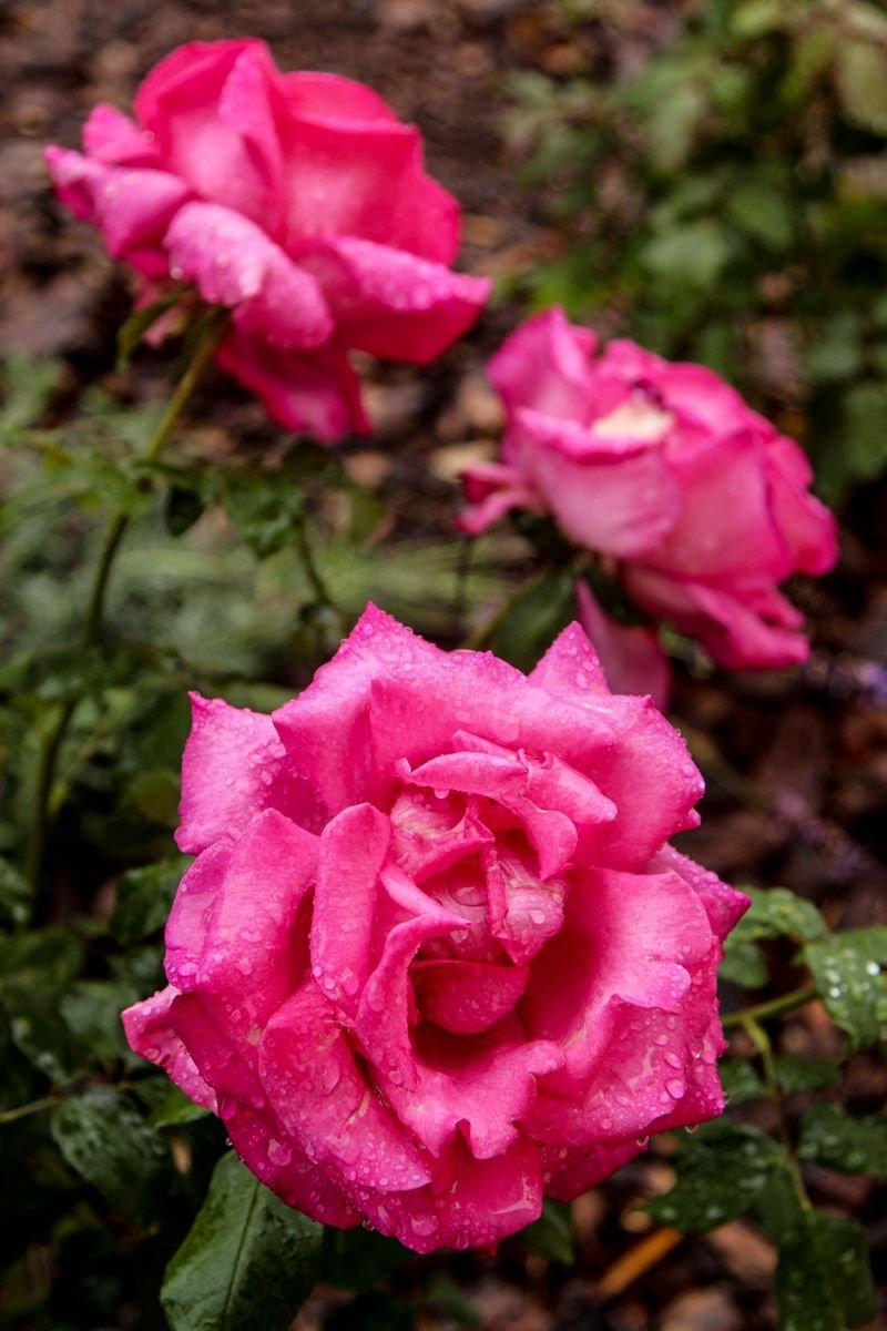 Rose Parole ® - Rosa Parole ® günstig kaufen