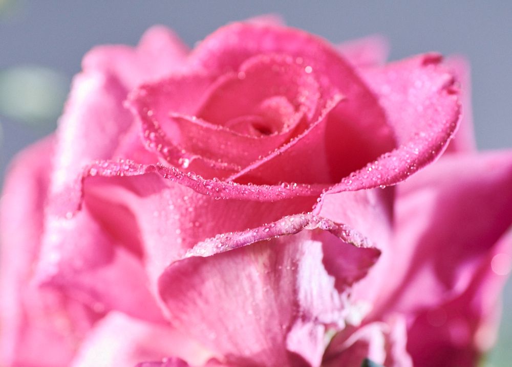 Rose Parole ® - Rosa Parole ® günstig kaufen