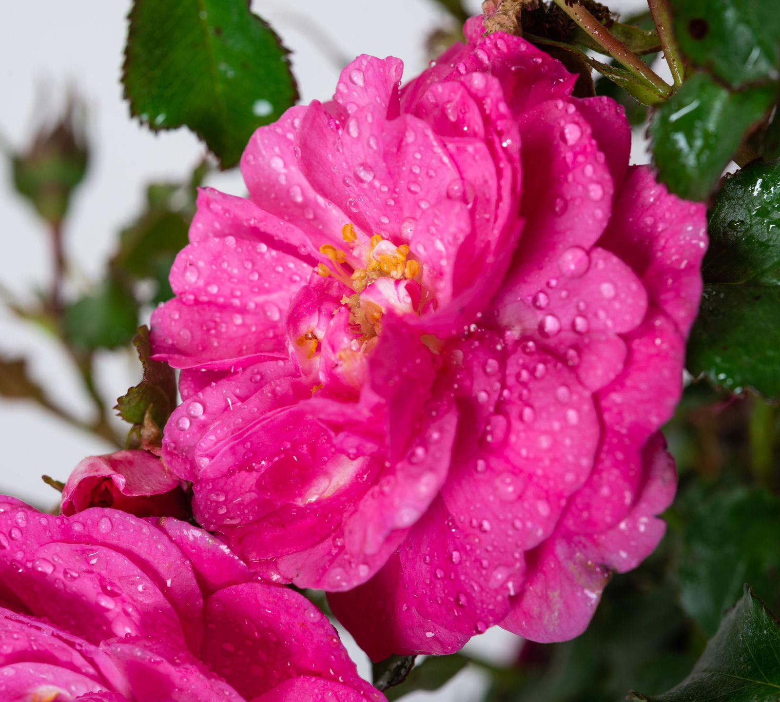 Rose Neon ® - Rosa Neon ® günstig kaufen