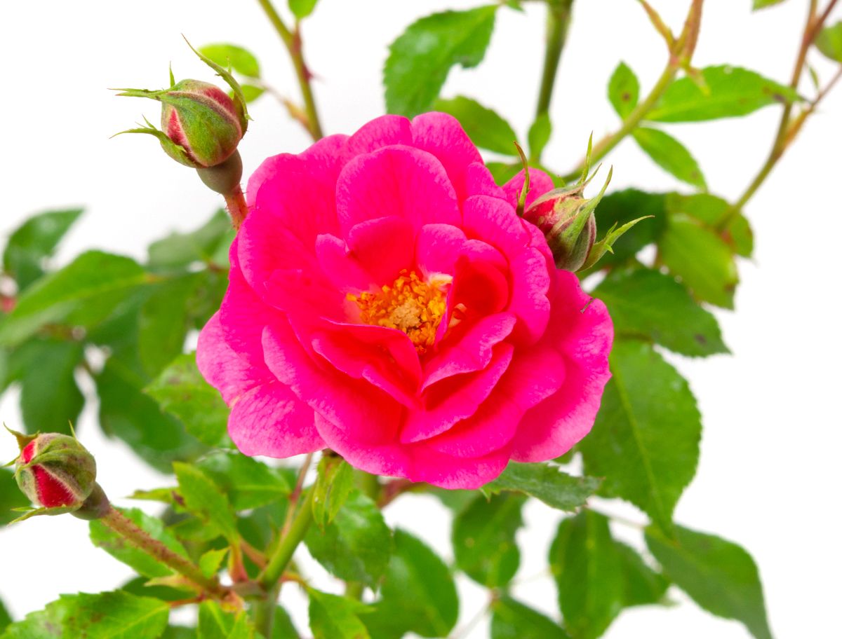 Rose Neon ® - Rosa Neon ® günstig kaufen