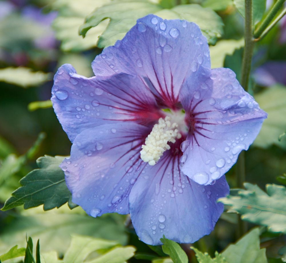 Garteneibisch Blue Bird - Hibiscus syriacus Blue Bird günstig kaufen