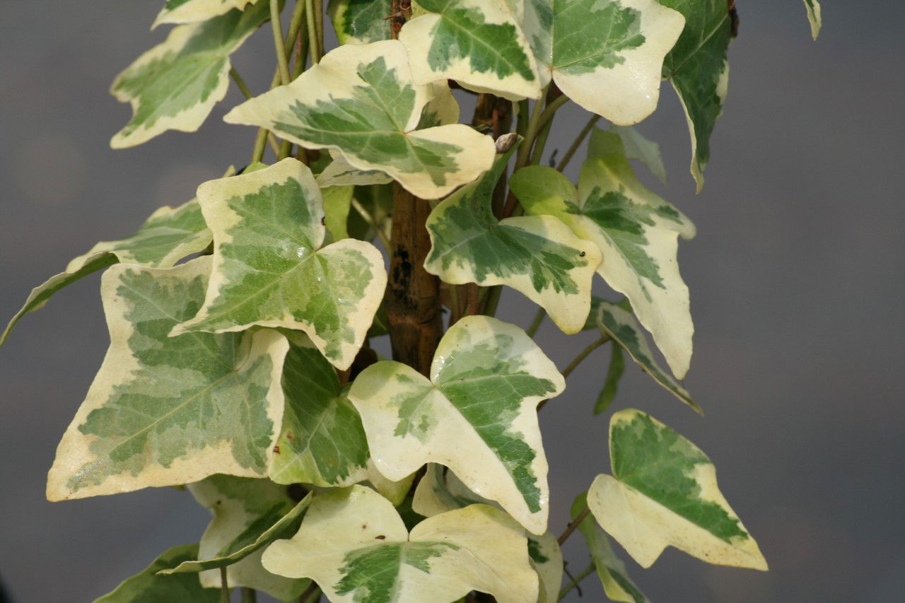 Gold-grüner Efeu - Hedera Helix Goldheart günstig kaufen