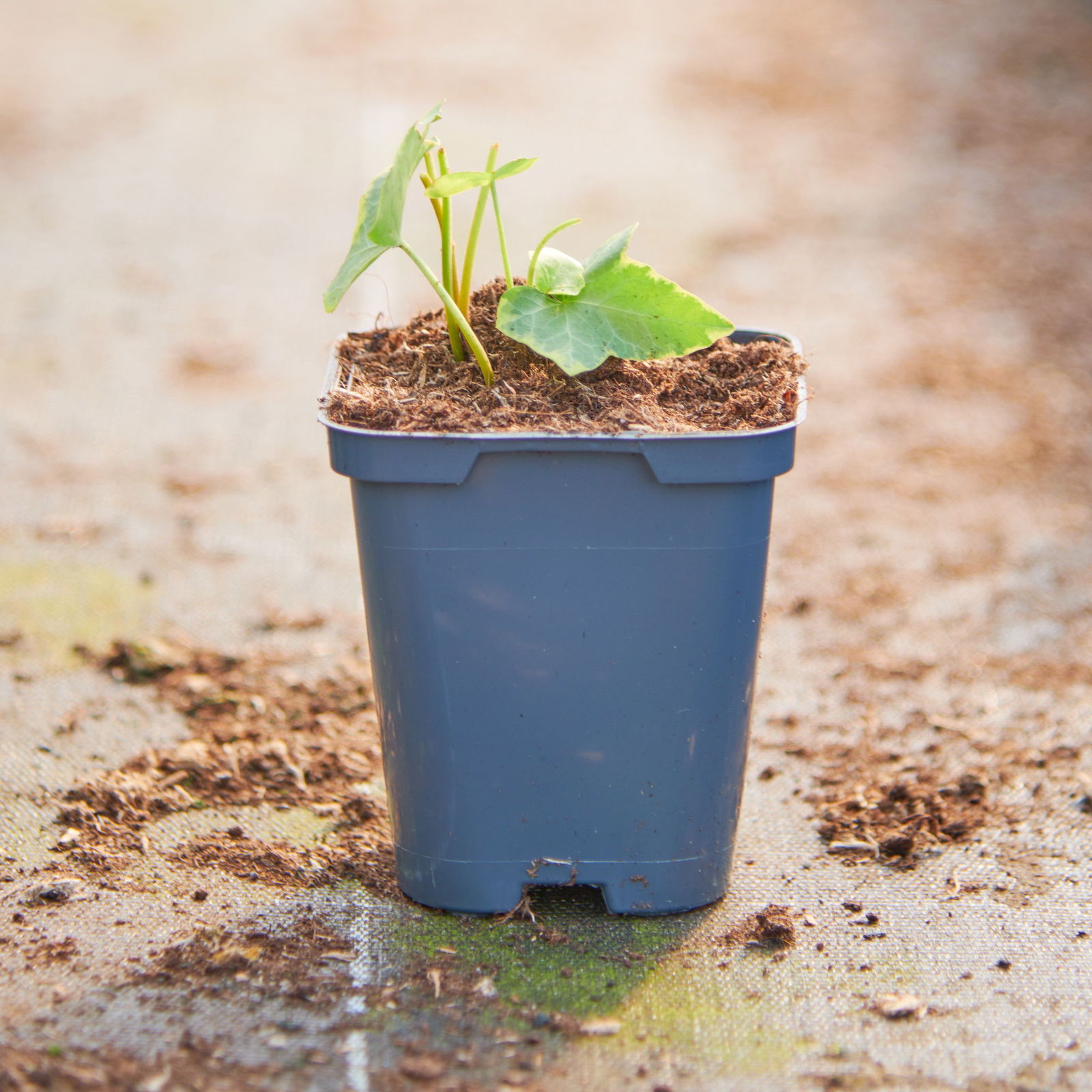 Efeu Goldchild - Hedera Helix Goldchild günstig kaufen