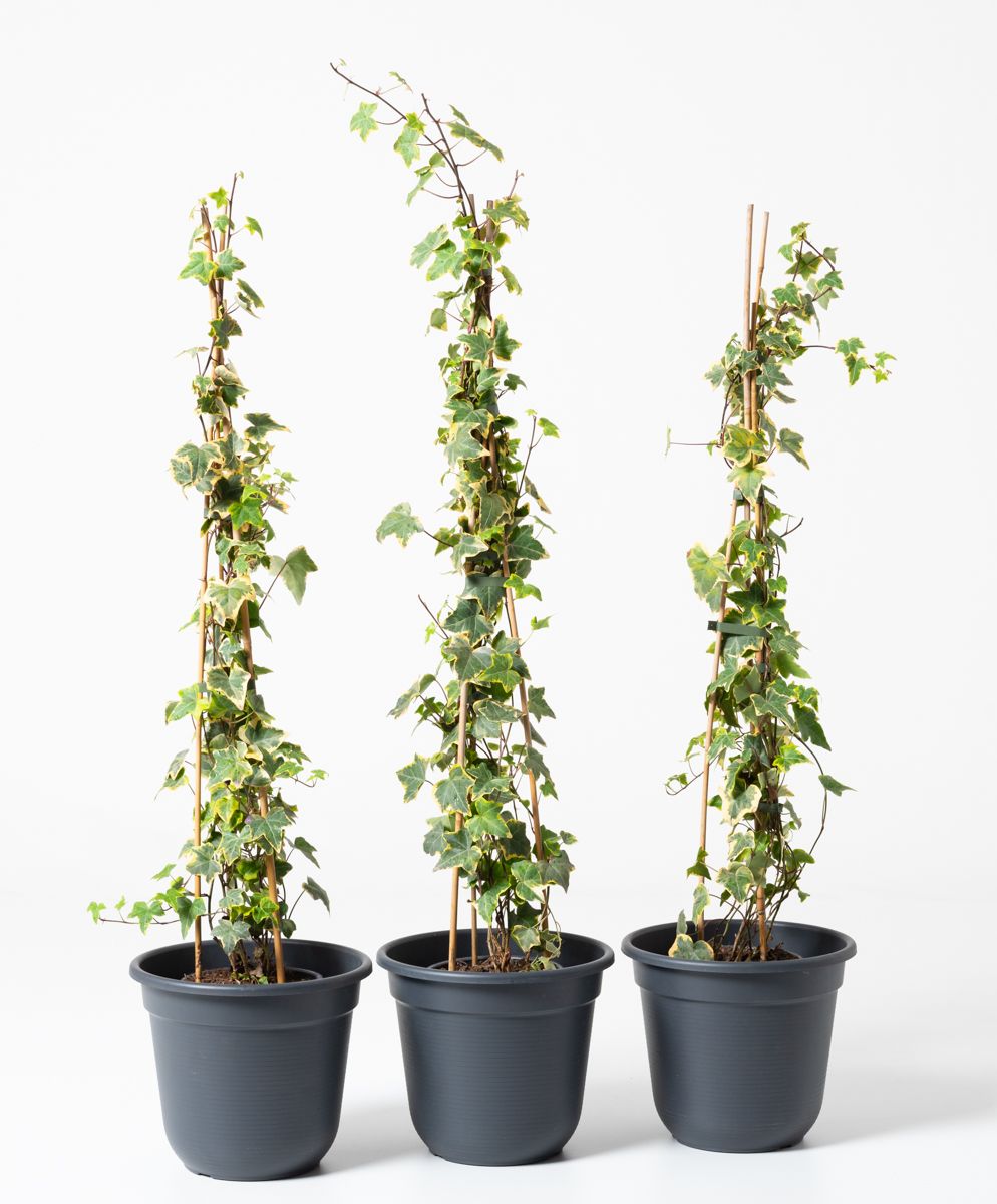 Efeu Goldchild - Hedera Helix Goldchild günstig kaufen