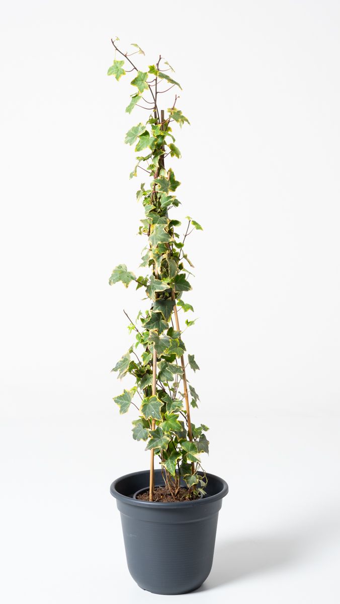 Efeu Goldchild - Hedera Helix Goldchild günstig kaufen