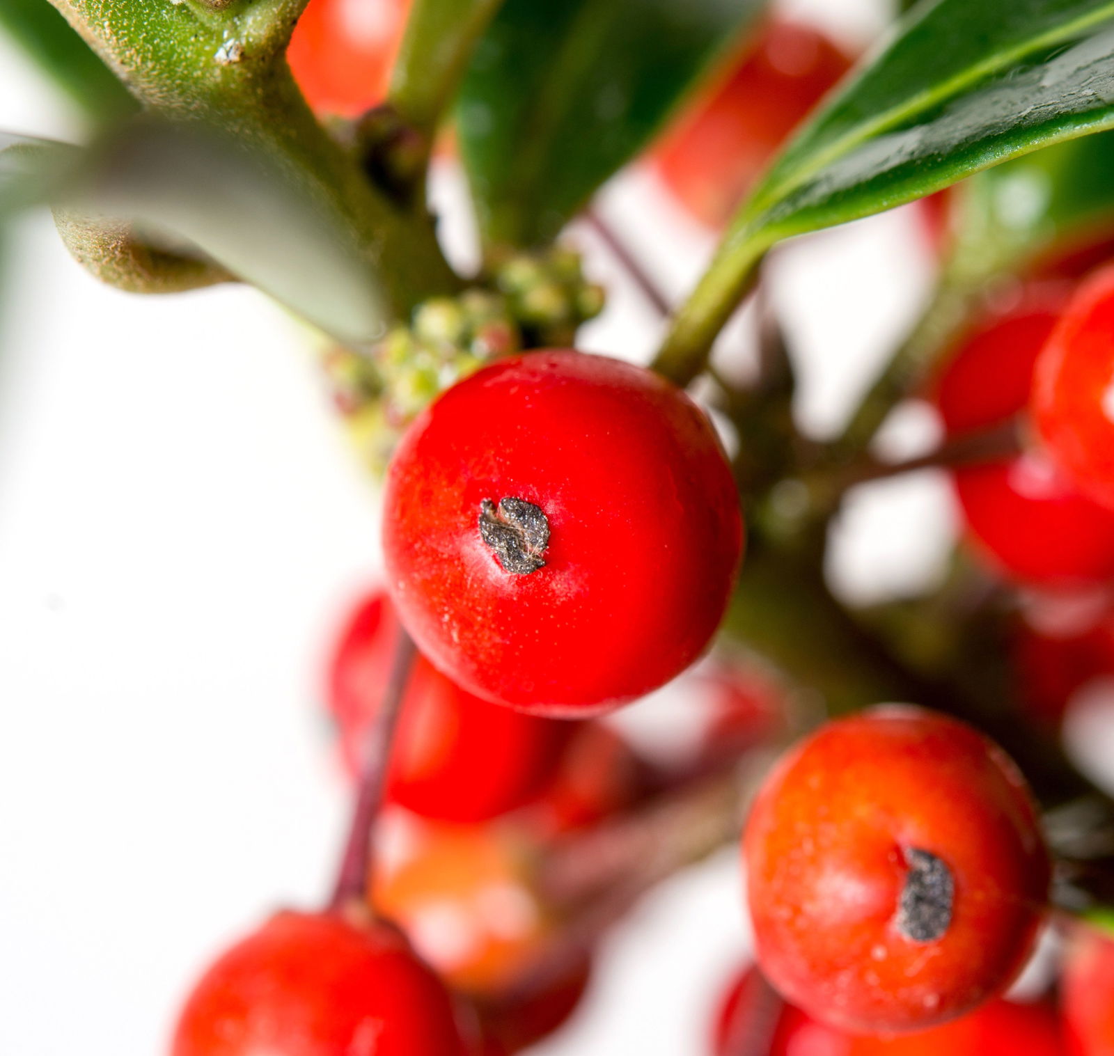 Pyramiden-Stechpalme - Ilex aquifolium Pyramidalis günstig kaufen