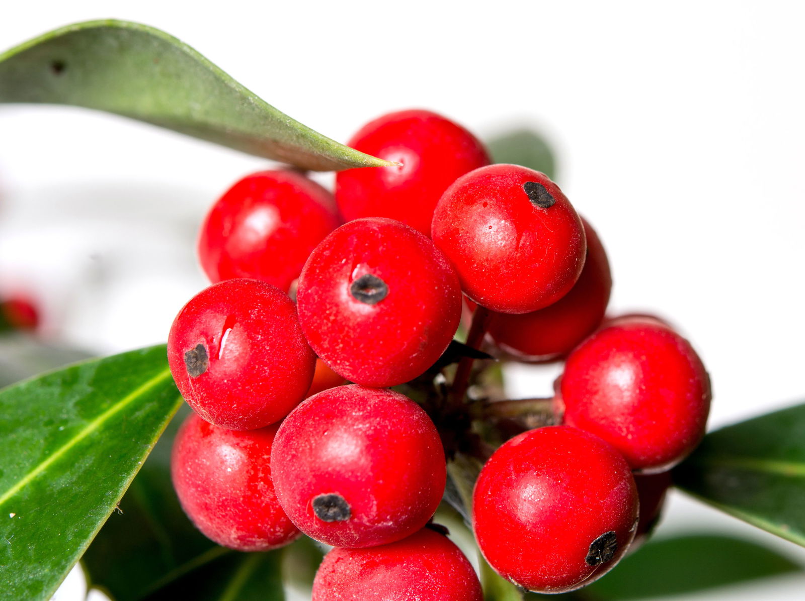 Pyramiden-Stechpalme - Ilex aquifolium Pyramidalis günstig kaufen