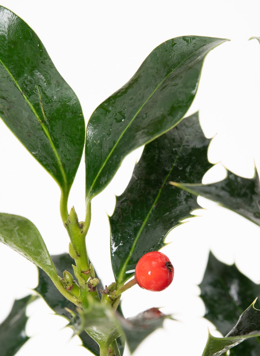 Pyramiden-Stechpalme - Ilex aquifolium Pyramidalis günstig kaufen