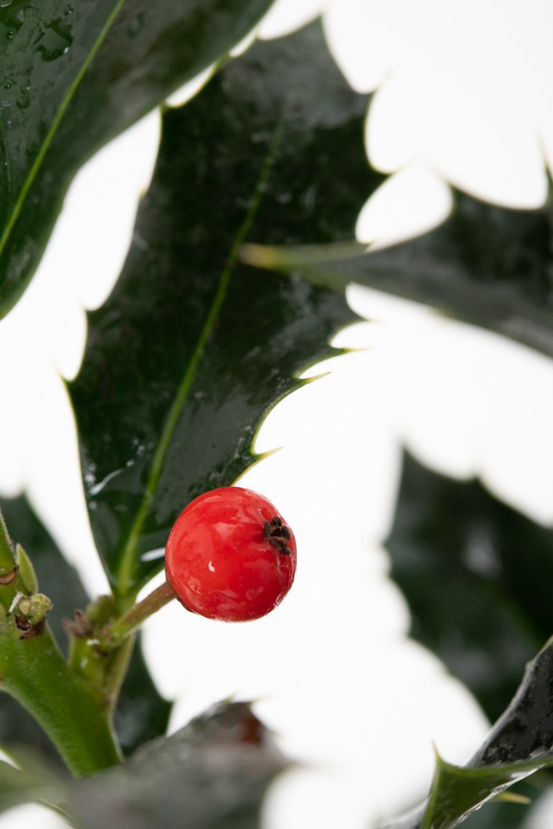 Pyramiden-Stechpalme - Ilex aquifolium Pyramidalis günstig kaufen