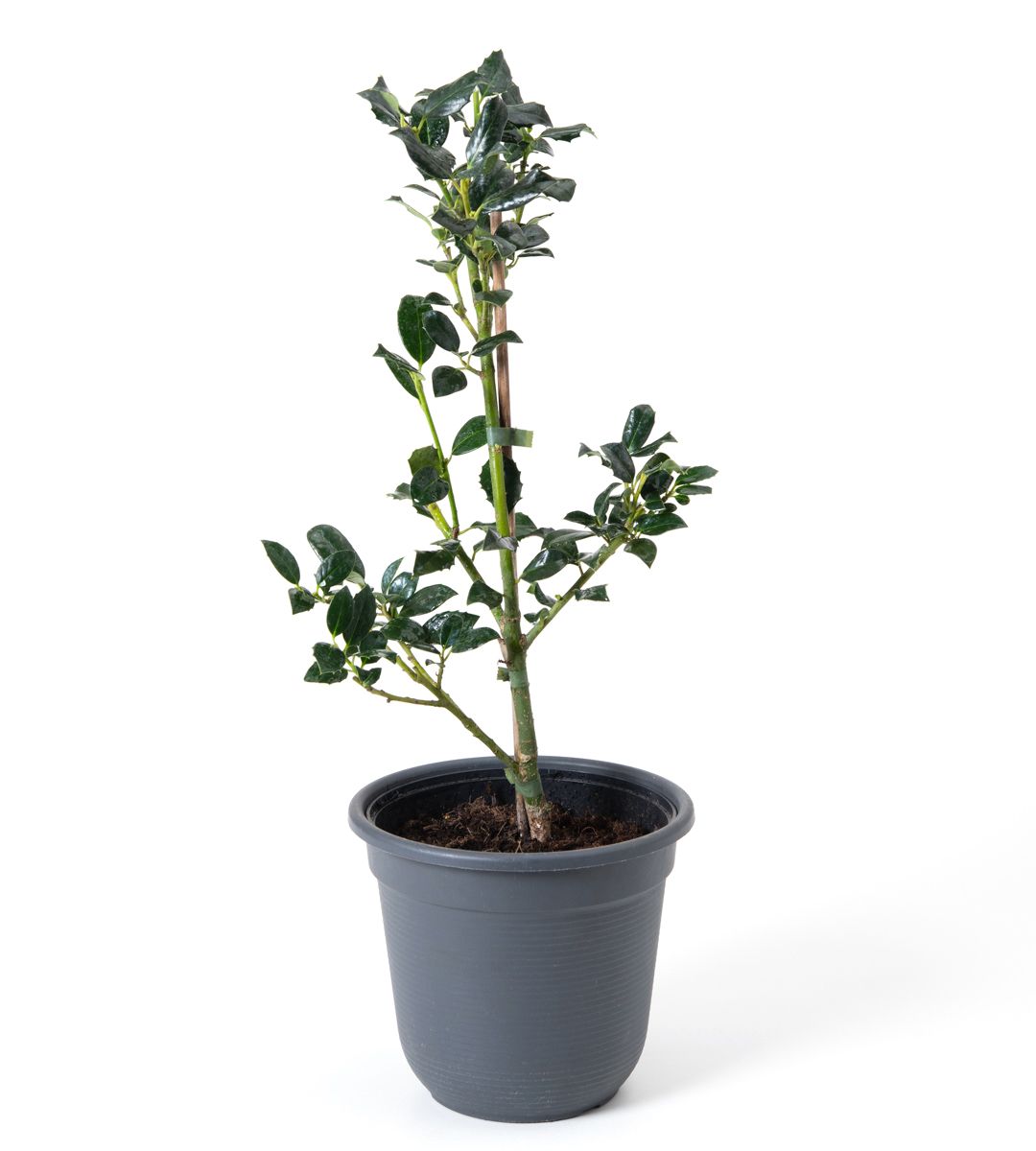 Pyramiden-Stechpalme - Ilex aquifolium Pyramidalis günstig kaufen