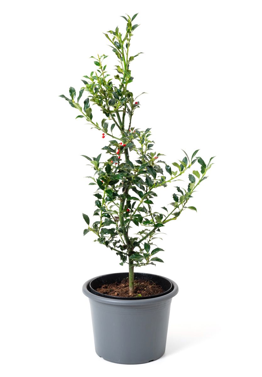 Pyramiden-Stechpalme - Ilex aquifolium Pyramidalis günstig kaufen