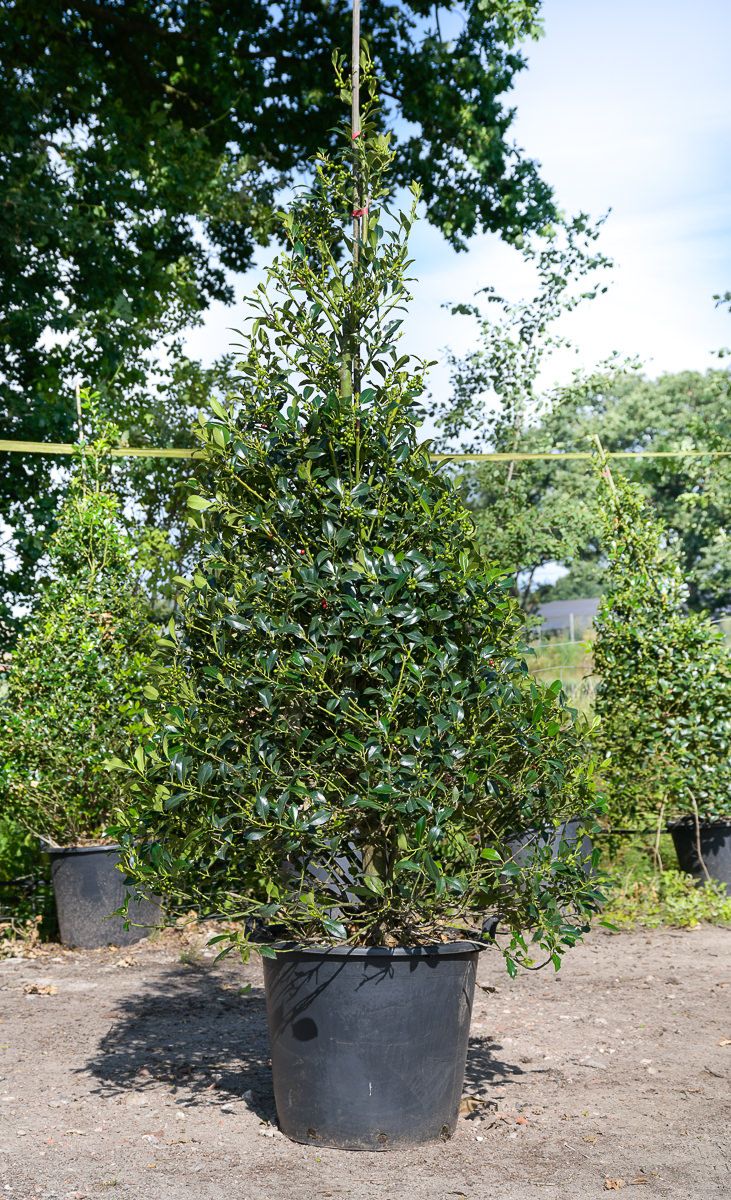 Pyramiden-Stechpalme - Ilex aquifolium Pyramidalis günstig kaufen