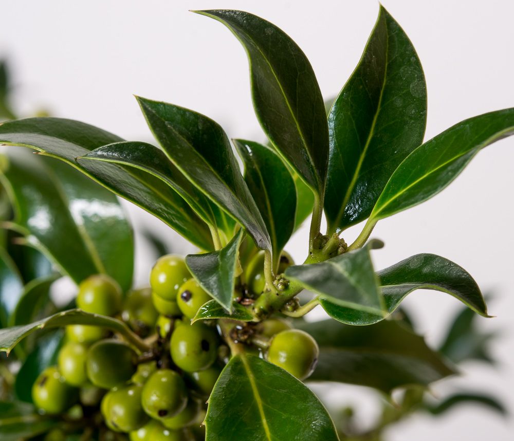 Pyramiden-Stechpalme - Ilex aquifolium Pyramidalis günstig kaufen