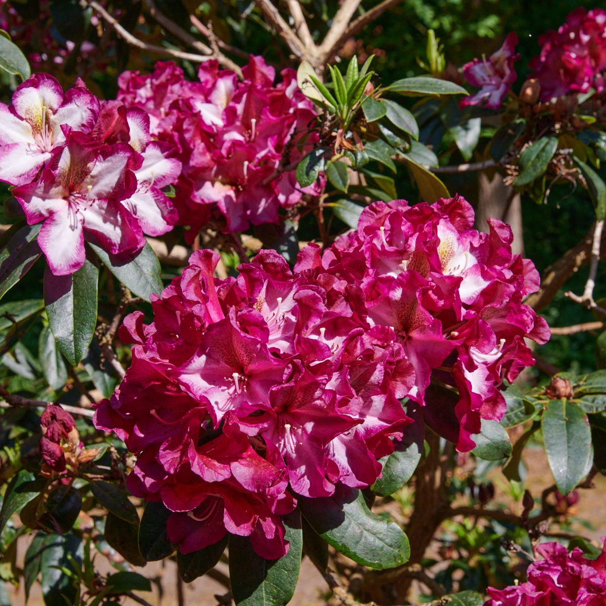 Rhododendron Midnight Mystique - Rhododendron Hybride Midnight Mystique ...