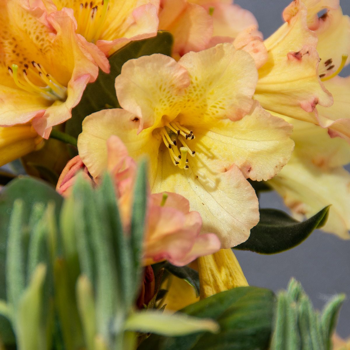 Rhododendron September-Flair - Rhododendron Hybride September-Flair ...