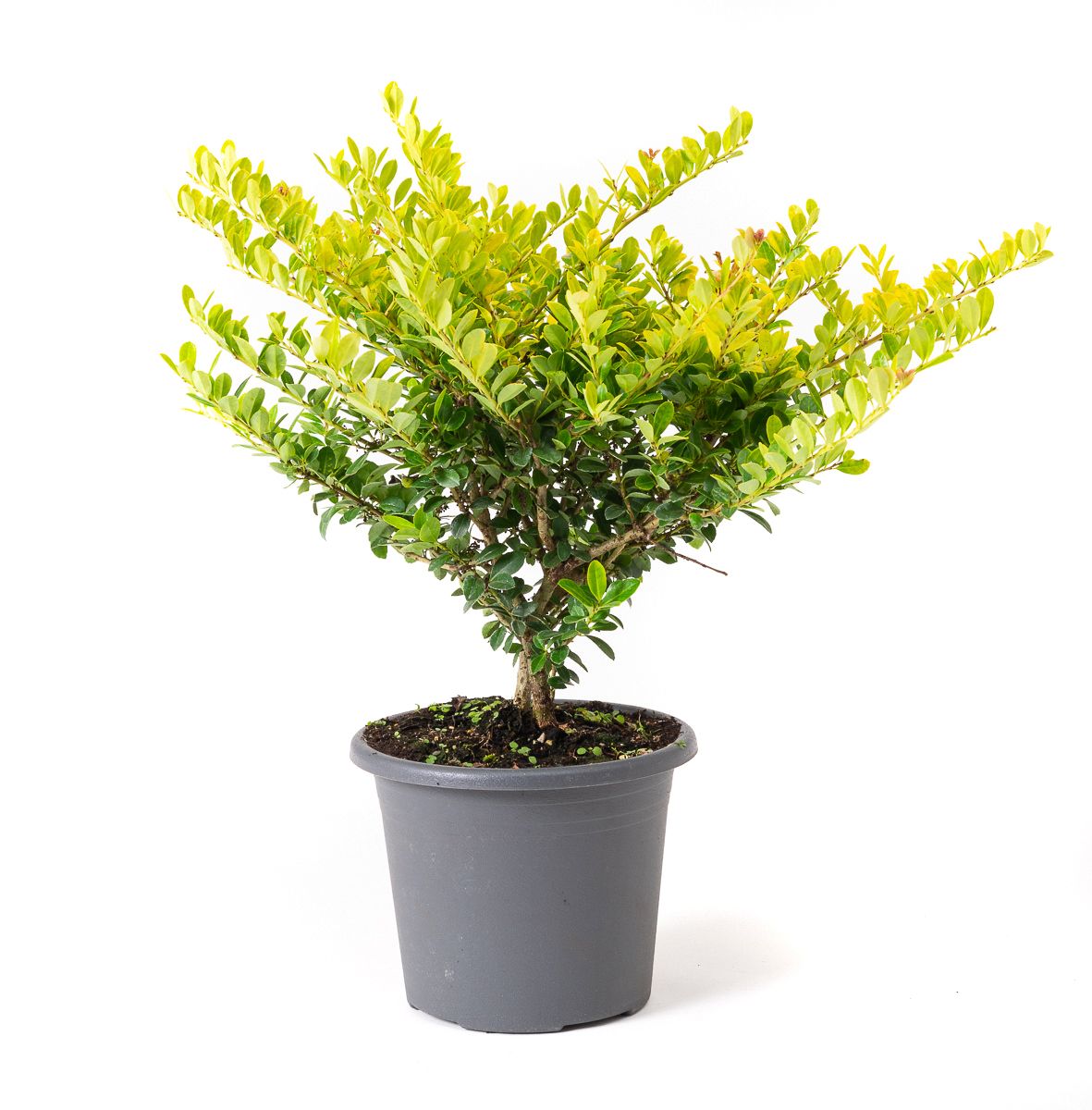 Goldgelber Bergilex - Ilex crenata Golden Gem günstig kaufen