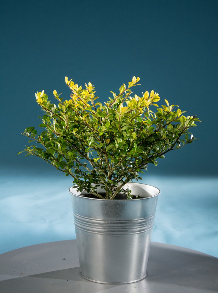 Goldgelber Bergilex - Ilex crenata Golden Gem günstig kaufen