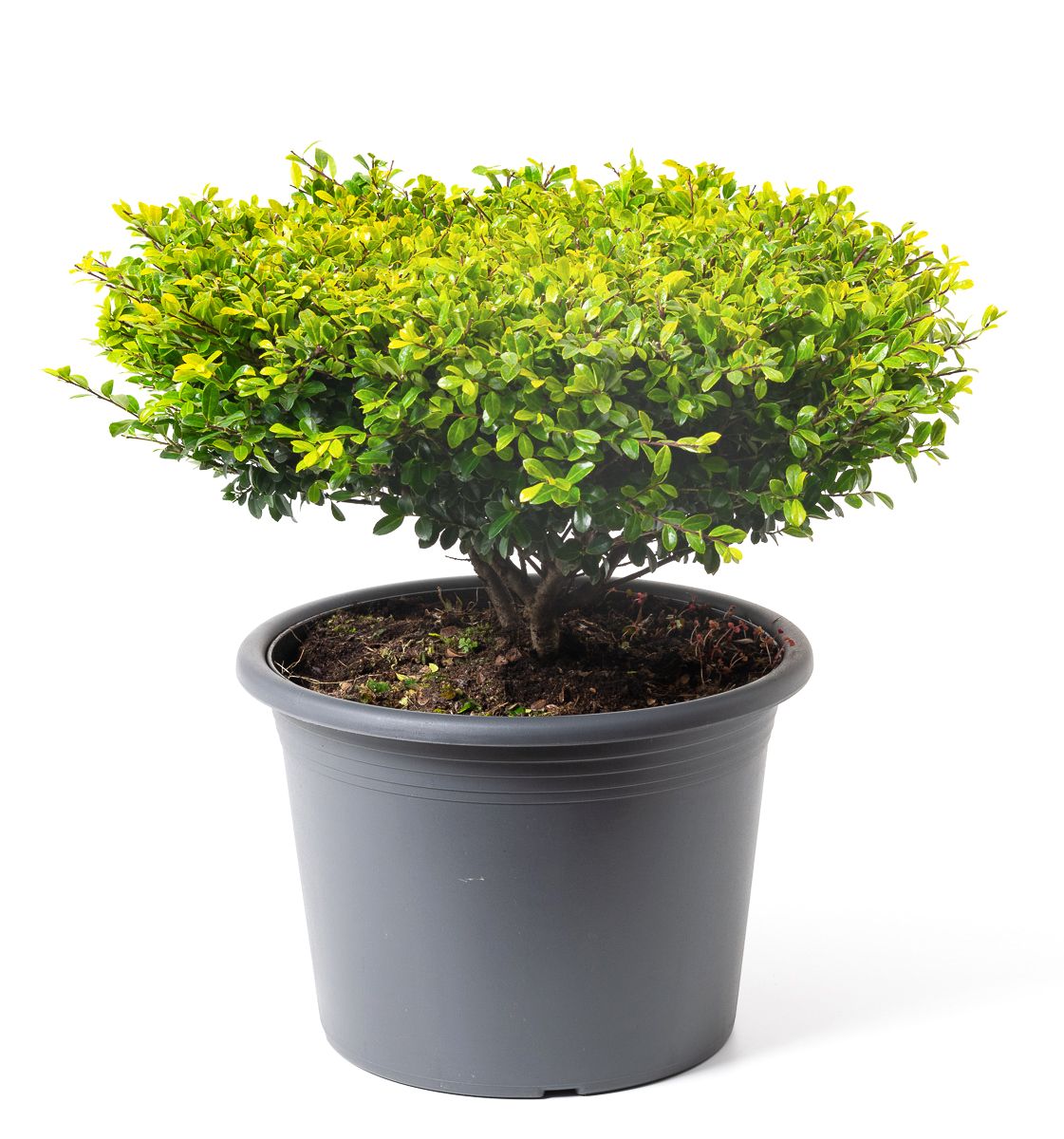 Goldgelber Bergilex - Ilex crenata Golden Gem günstig kaufen