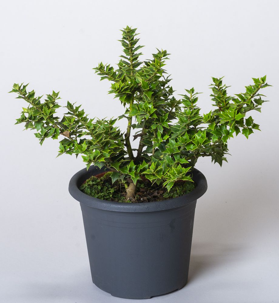 Chin.Stechpalme - Ilex pernyi günstig kaufen