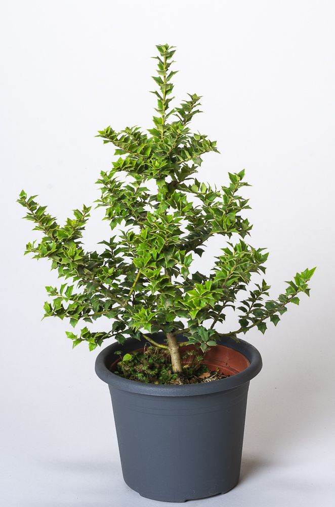 Chin.Stechpalme - Ilex pernyi günstig kaufen