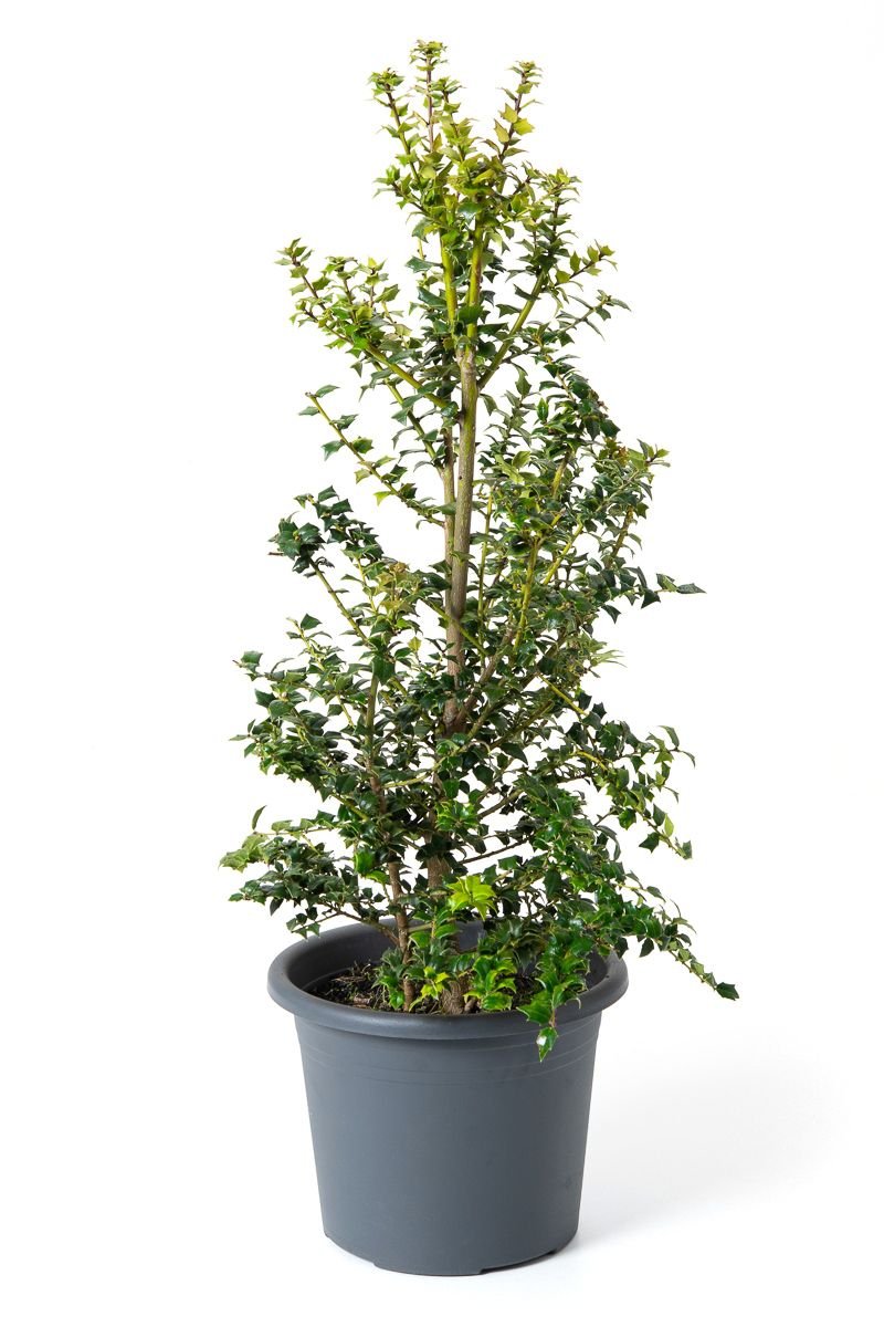Chin.Stechpalme - Ilex pernyi günstig kaufen