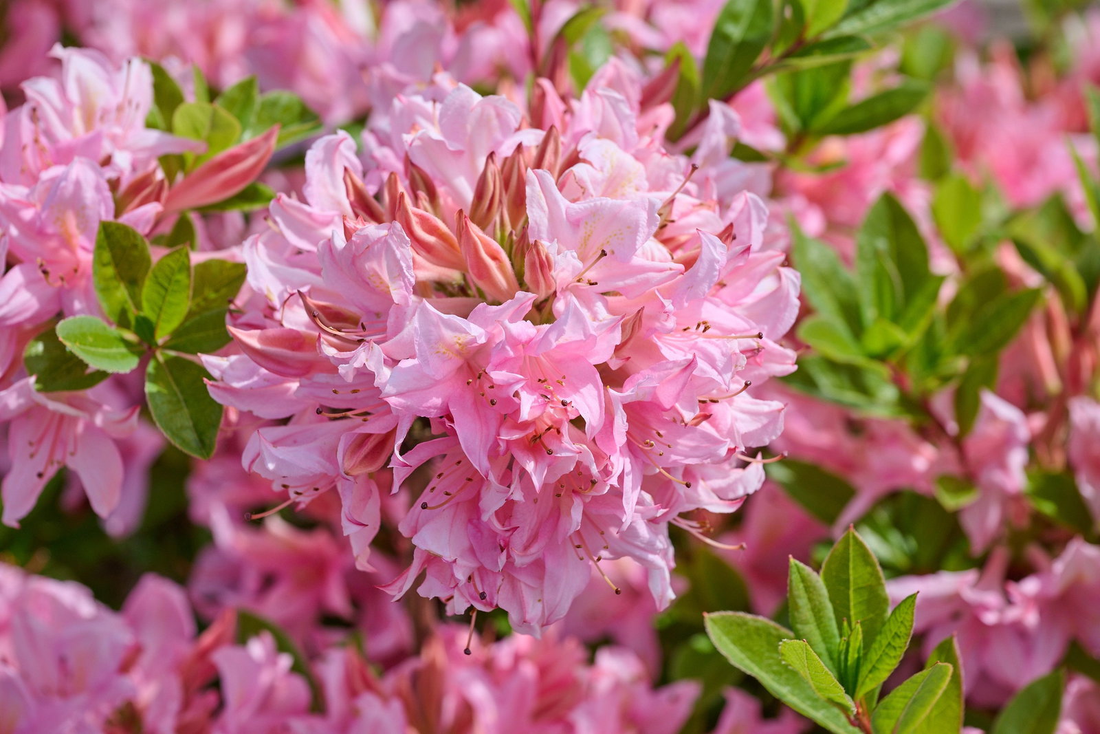 Sommergrüne Azalee Soir de Paris - Rhododendron luteum Soir de Paris ...