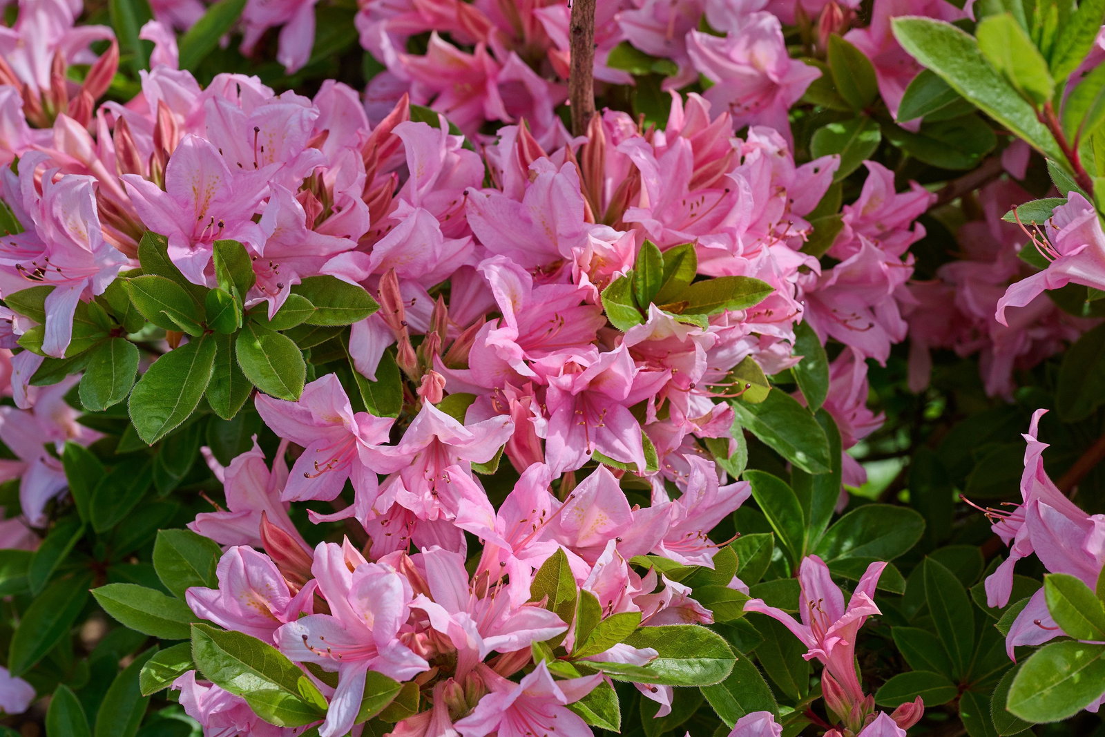 Sommergrüne Azalee Soir de Paris - Rhododendron luteum Soir de Paris ...