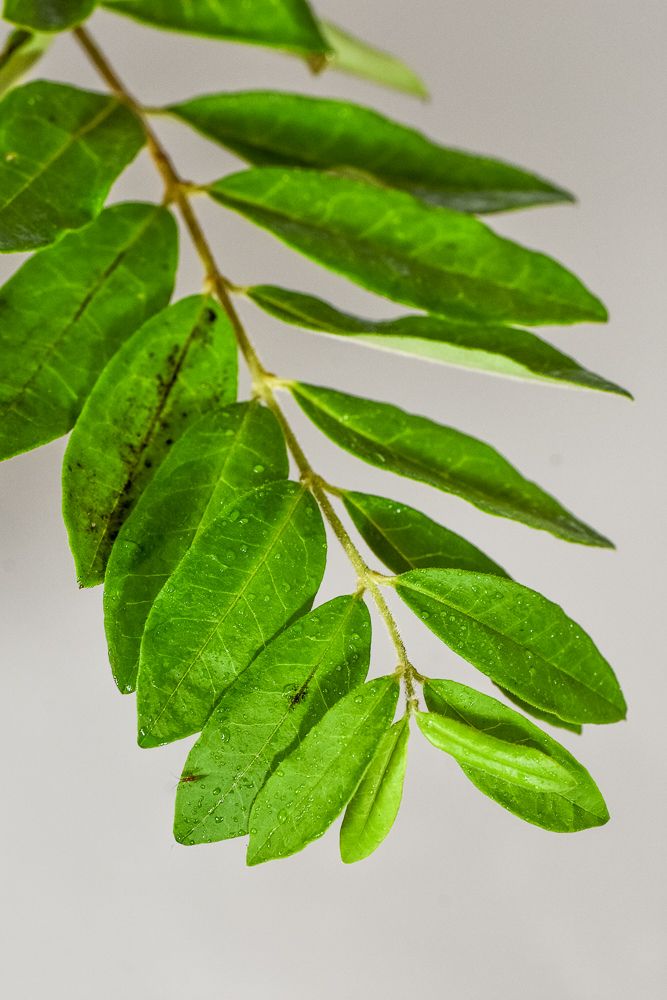 Buschiger Liguster - Ligustrum obtusifolium regelianum günstig kaufen