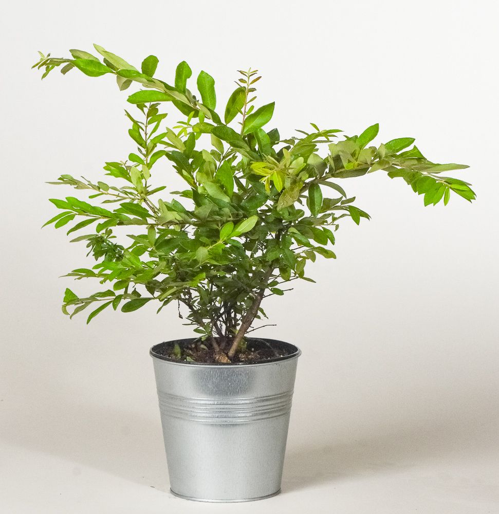 Buschiger Liguster - Ligustrum obtusifolium regelianum günstig kaufen
