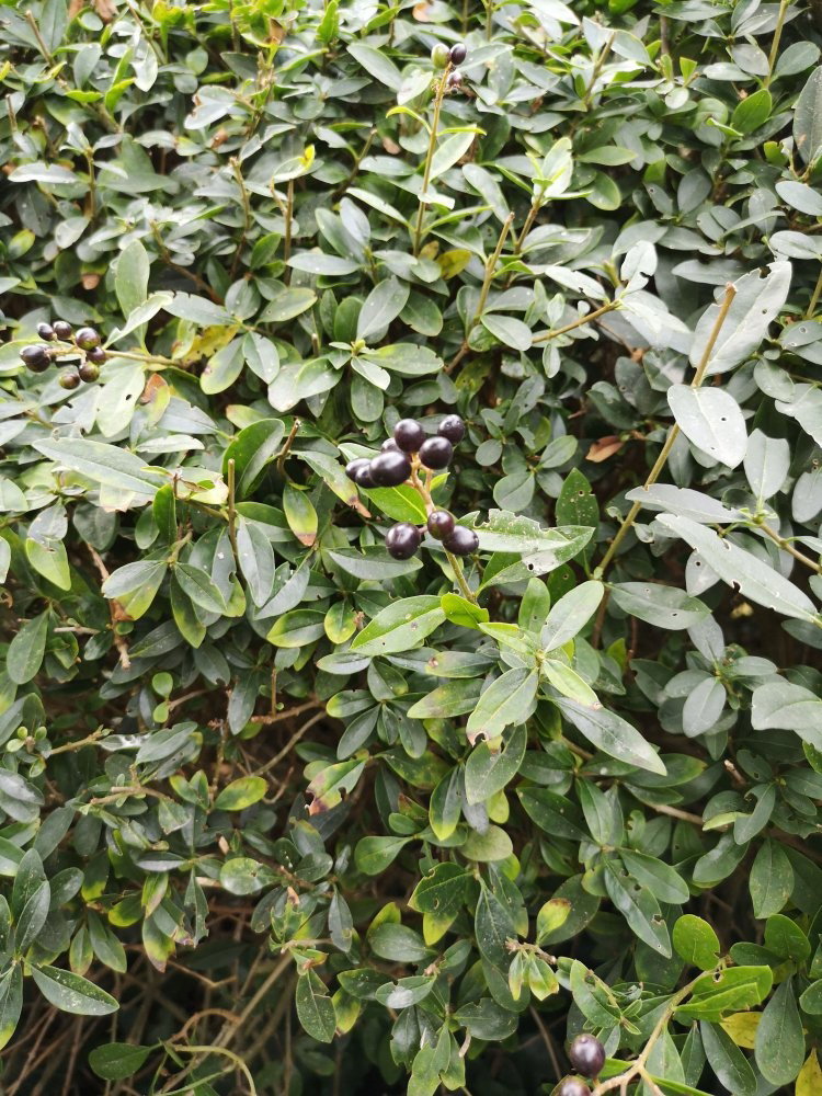 Buschiger Liguster - Ligustrum obtusifolium regelianum günstig kaufen