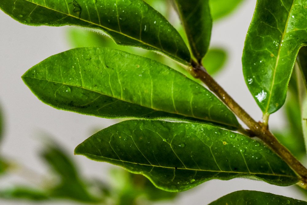 Buschiger Liguster - Ligustrum obtusifolium regelianum günstig kaufen