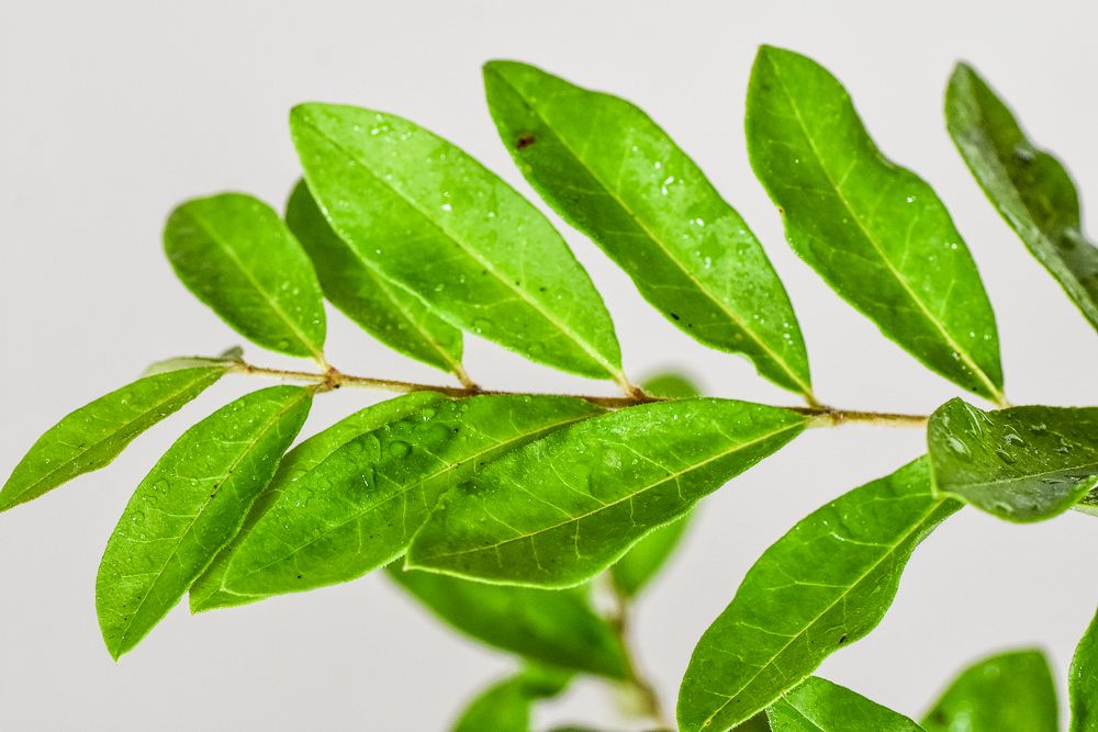 Buschiger Liguster - Ligustrum obtusifolium regelianum günstig kaufen