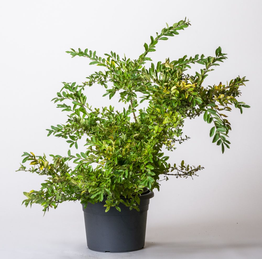 Buschiger Liguster - Ligustrum obtusifolium regelianum günstig kaufen
