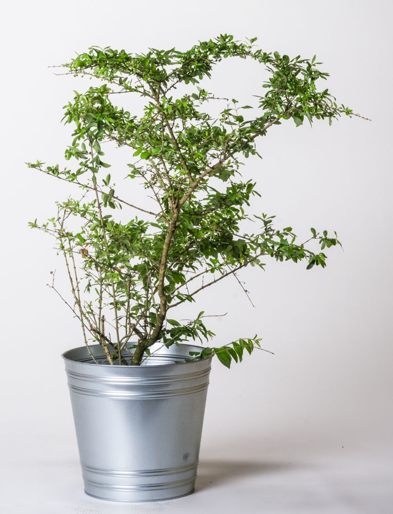 Buschiger Liguster - Ligustrum obtusifolium regelianum günstig kaufen
