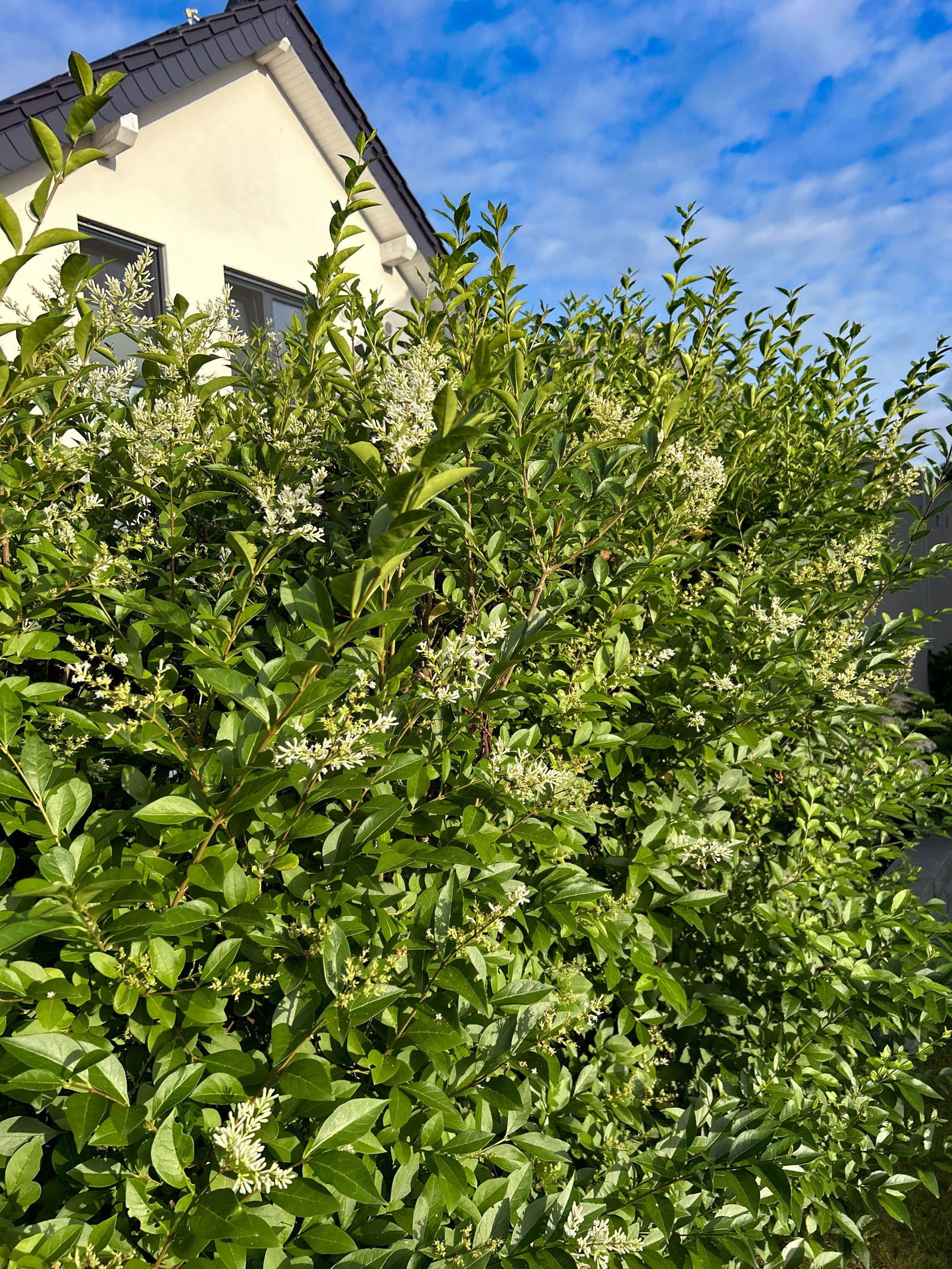 Ovalblättriger Liguster - Ligustrum ovalifolium Hecke online kaufen