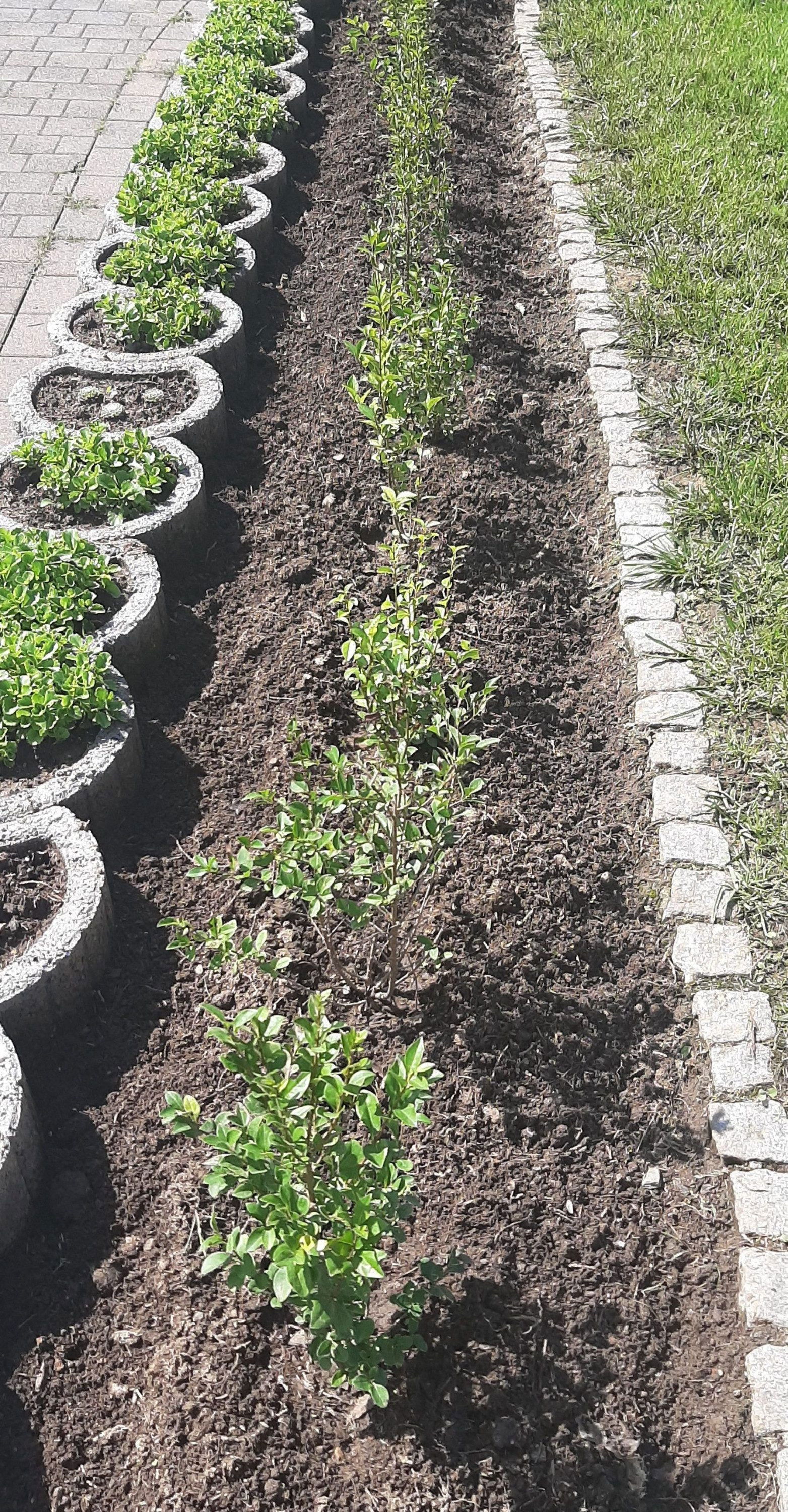 Ovalblättriger Liguster - Ligustrum ovalifolium Hecke online kaufen