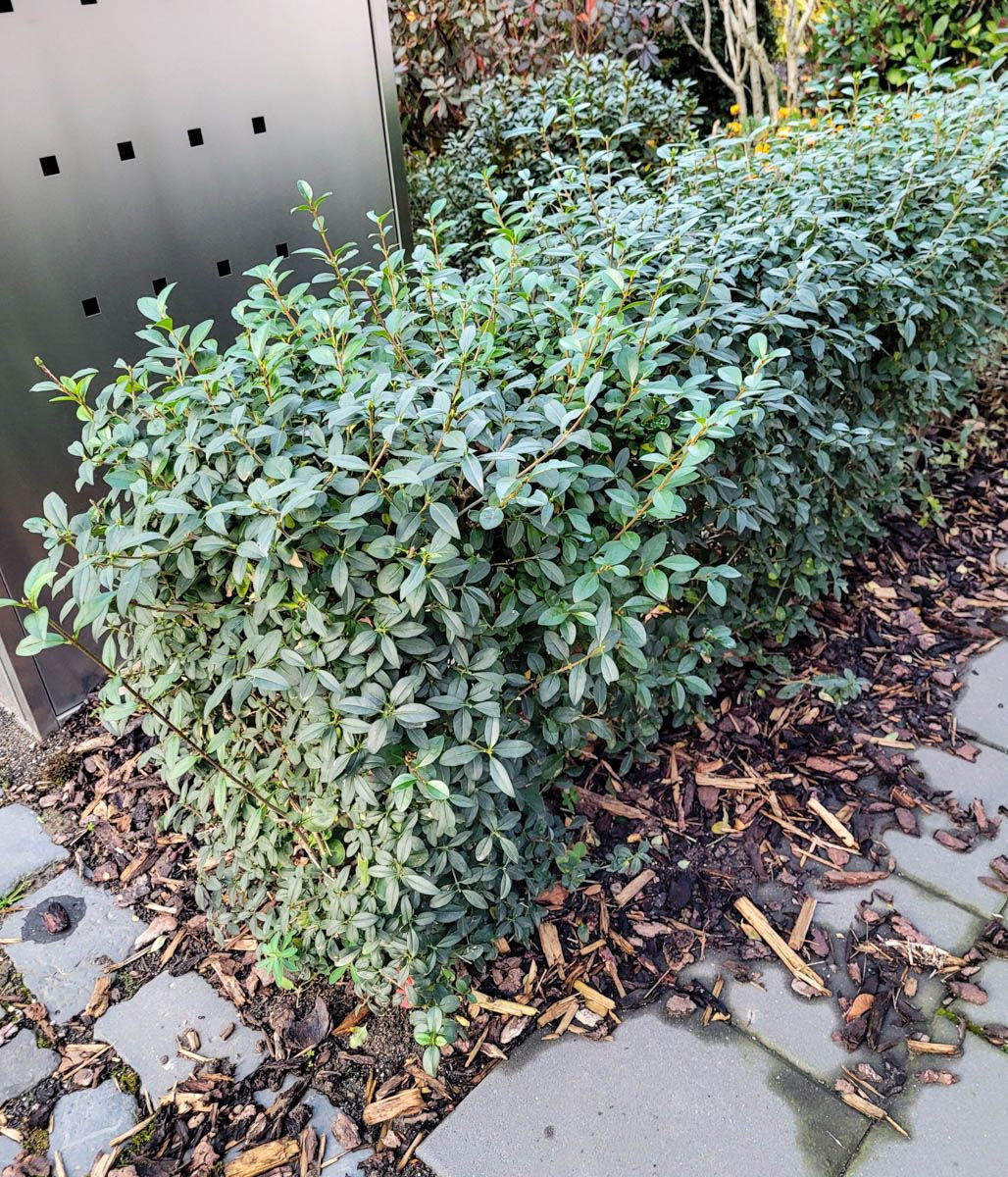 Liguster Atrovirens - Ligustrum vulgare Atrovirens günstig kaufen