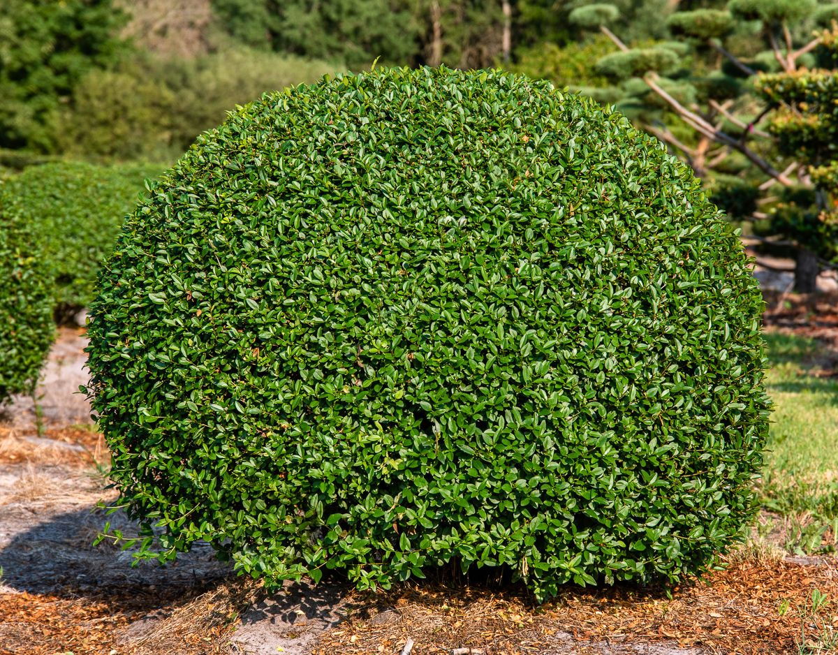 Liguster Atrovirens - Ligustrum vulgare Atrovirens günstig kaufen