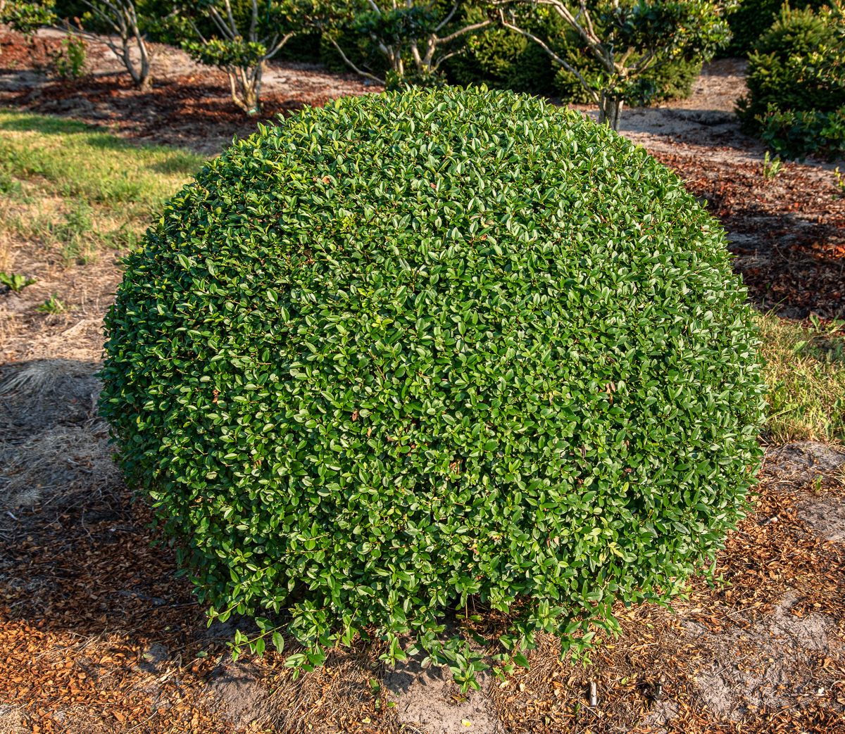 Liguster Atrovirens - Ligustrum vulgare Atrovirens günstig kaufen