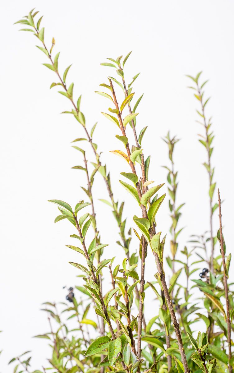 Zwergliguster - Ligustrum vulgare Lodense günstig kaufen
